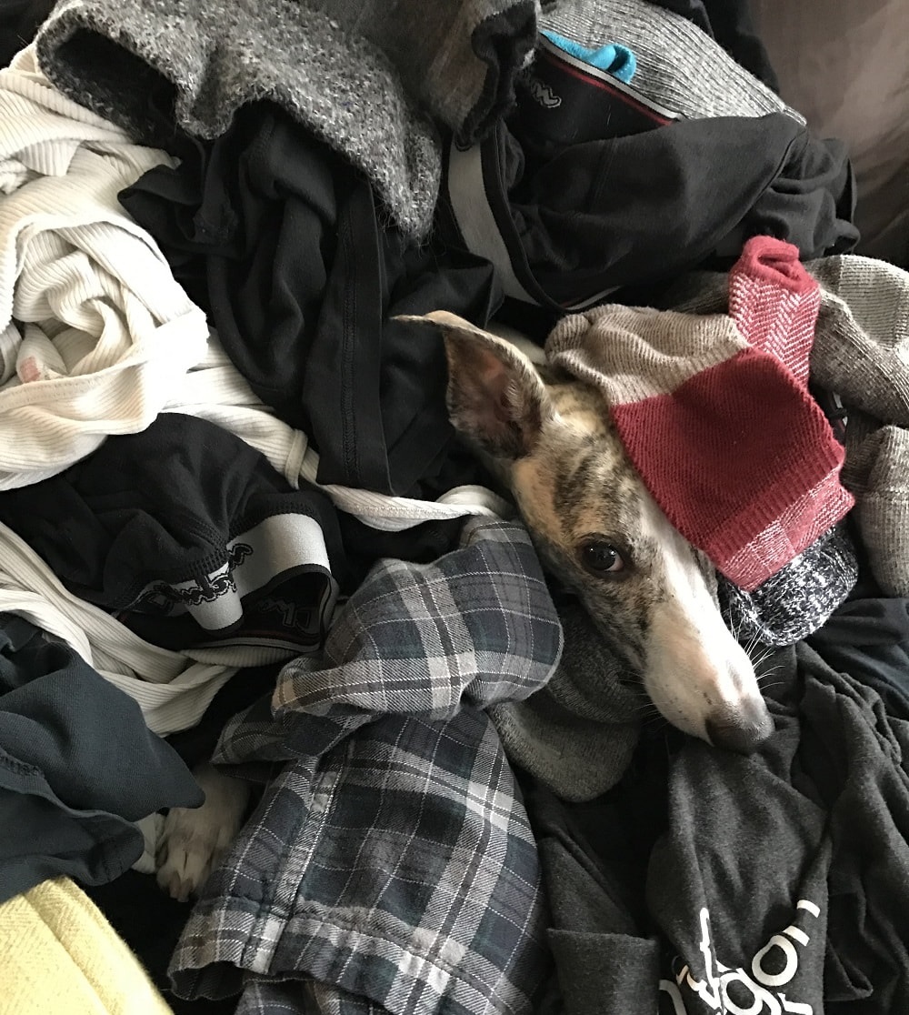 Why Whippets? – The Pointy Snoot