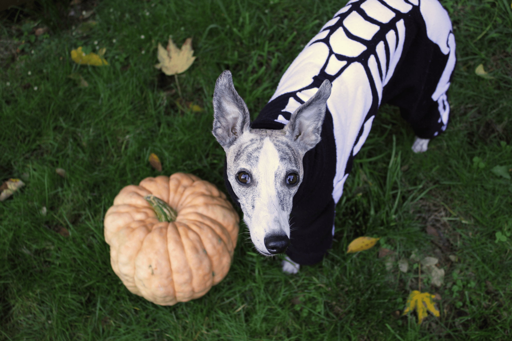 The Pointy Snoot – Dog-friendly adventures in Portland, Oregon